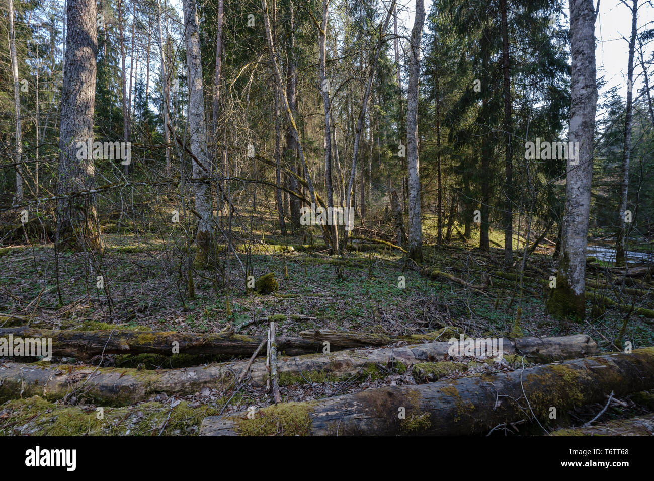 rock covered river bed in forest with low water level and tree roots on ...