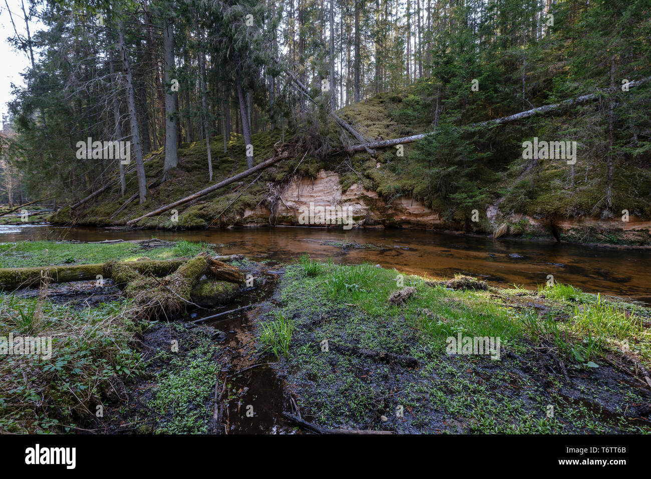 rock covered river bed in forest with low water level and tree roots on ...