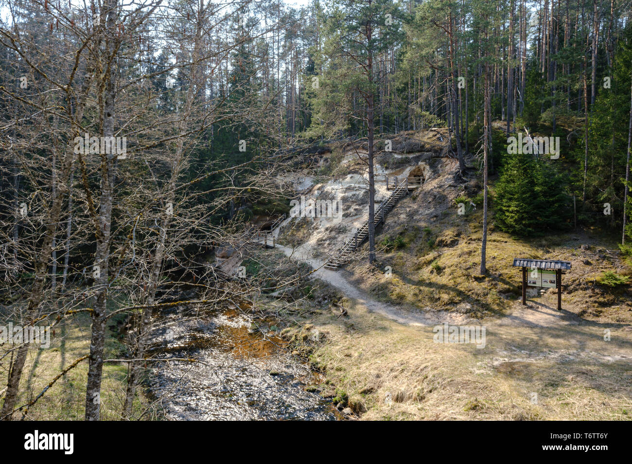 rock covered river bed in forest with low water level and tree roots on ...