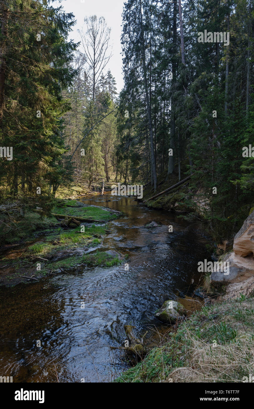rock covered river bed in forest with low water level and tree roots on ...