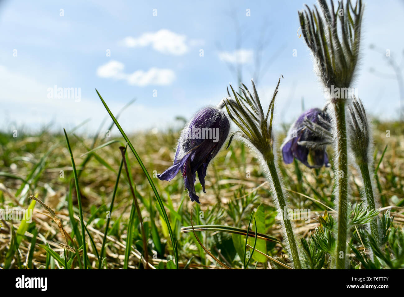 Yellow pasque flower hi-res stock photography and images - Alamy