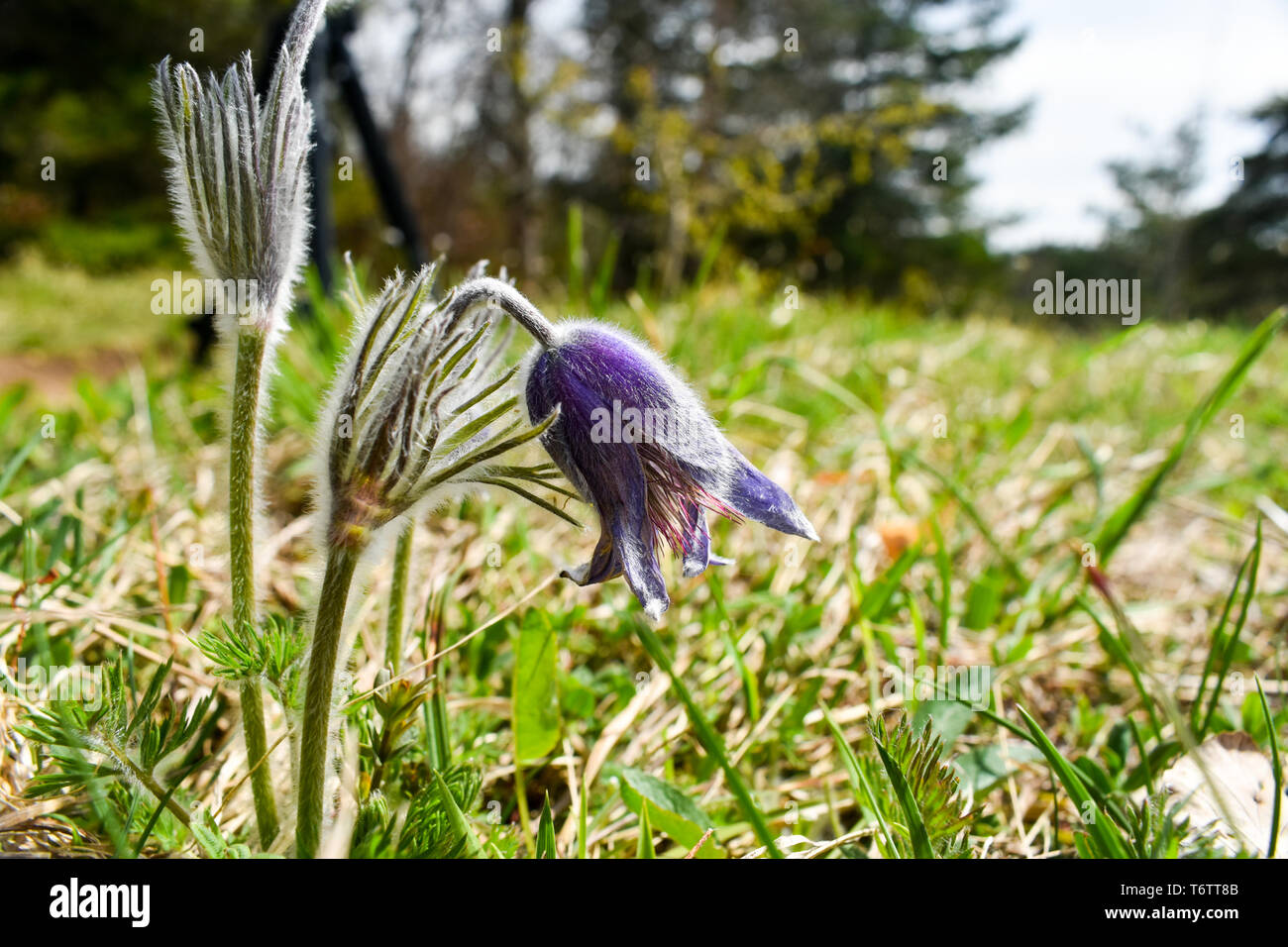 Yellow pasque flower hi-res stock photography and images - Alamy