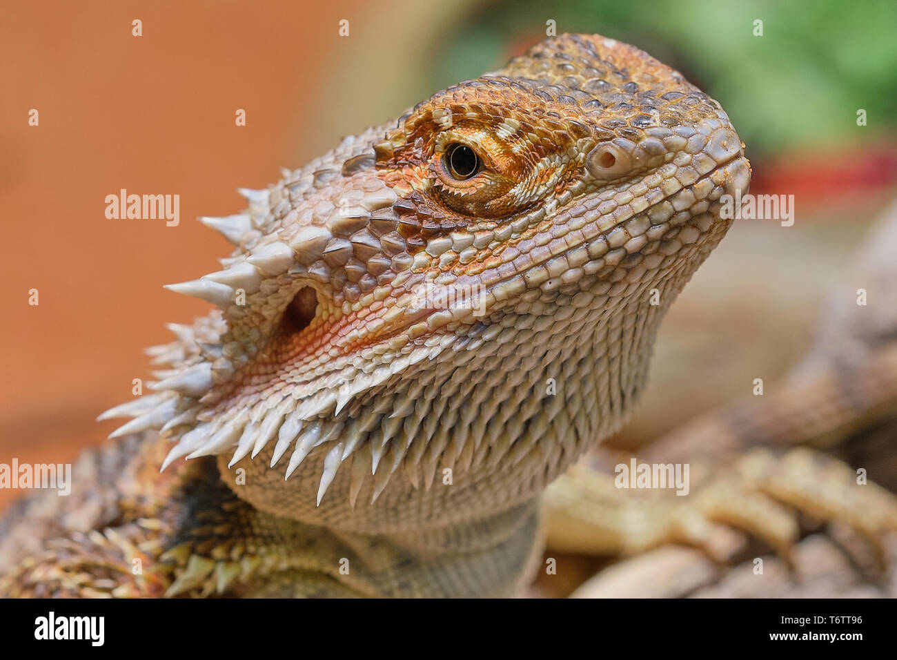 Bearded dragon photo hi-res stock photography and images - Alamy