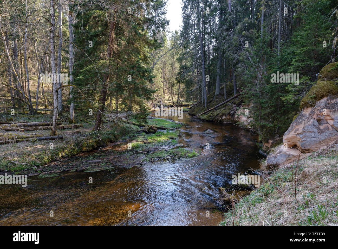rock covered river bed in forest with low water level and tree roots on ...