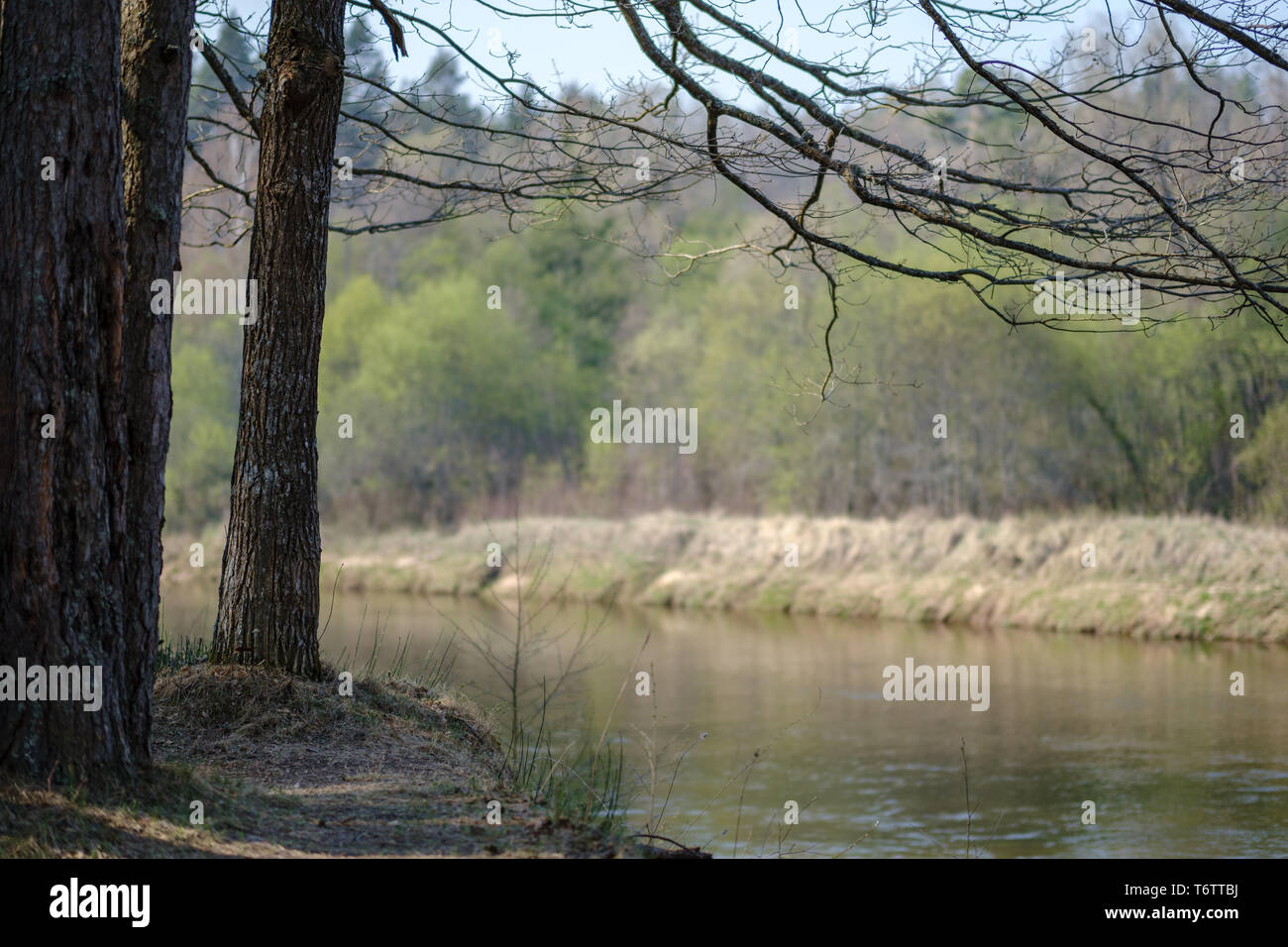 spring tree branches with small fresh leaves over water body background ...