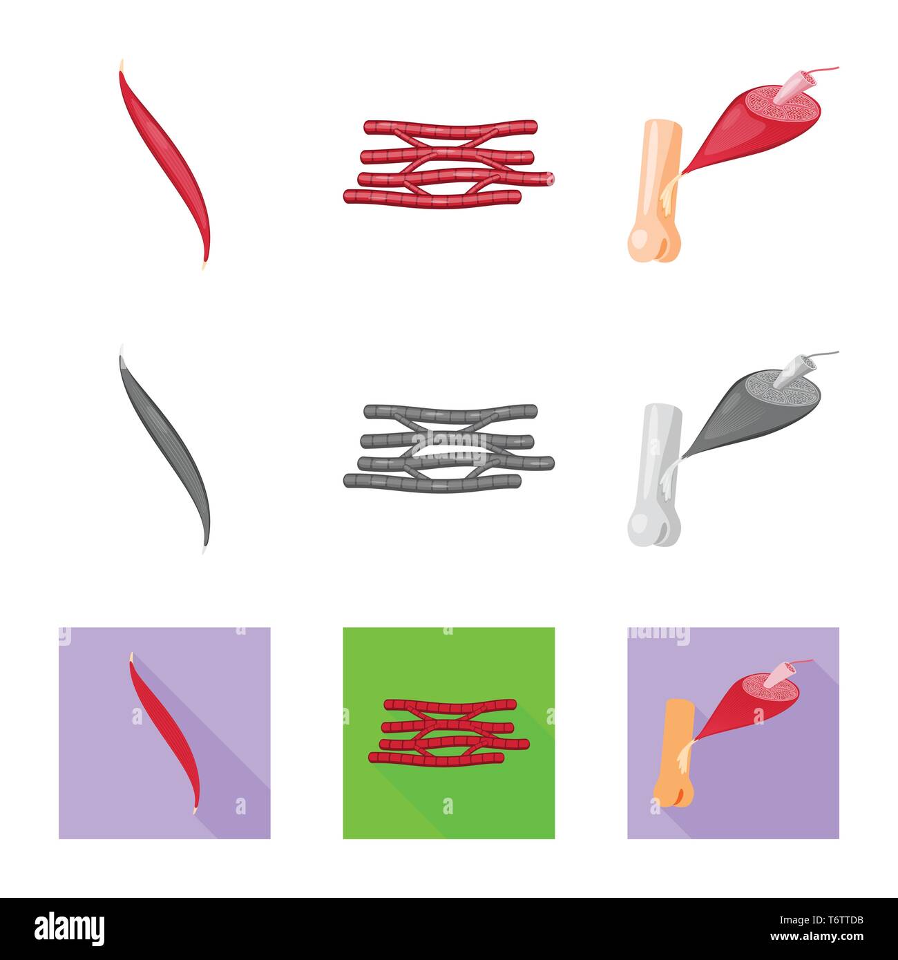 Vector illustration of fiber and muscular symbol. Set of fiber and body ...