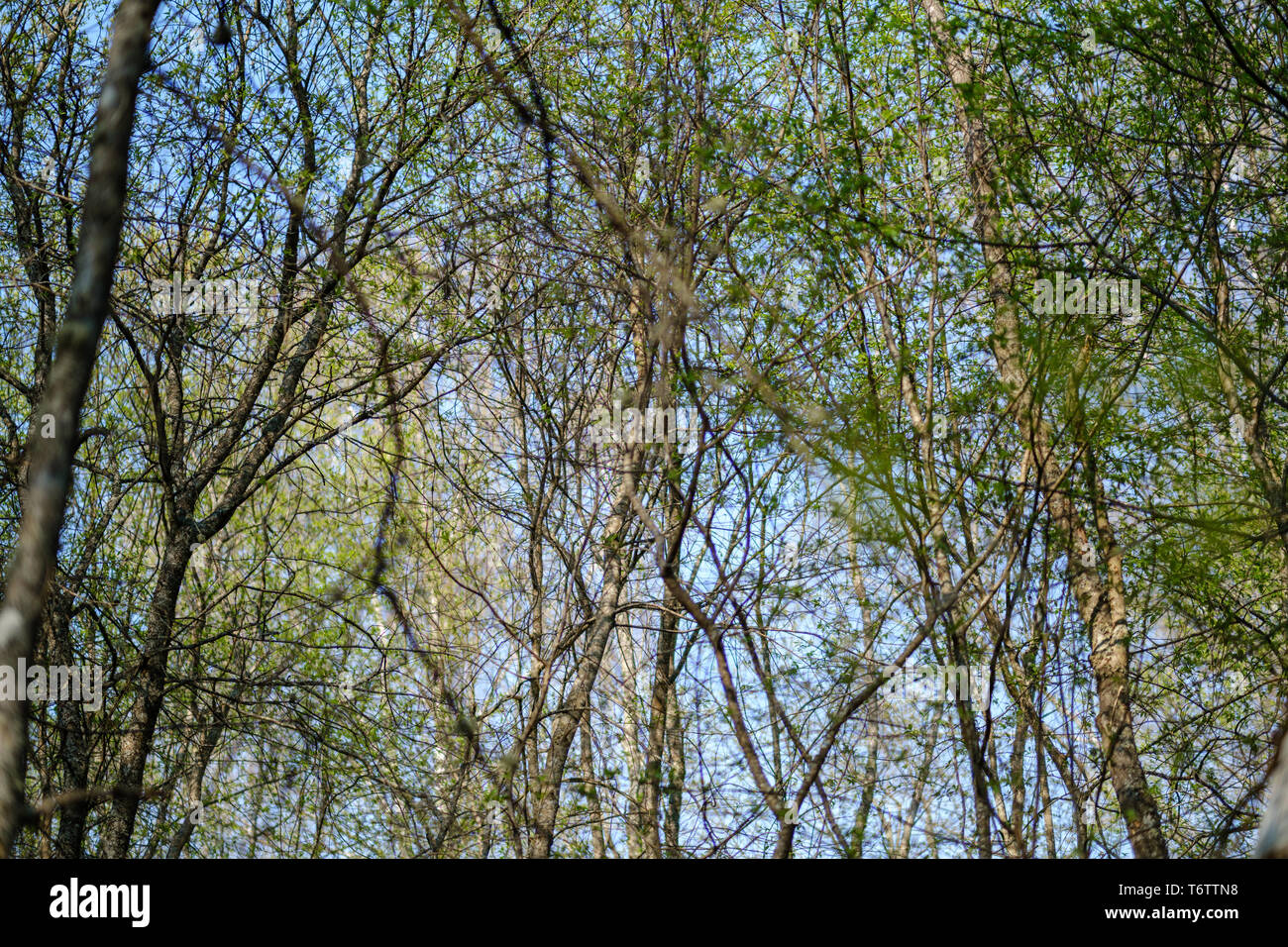spring tree branches with small fresh leaves over water body background ...