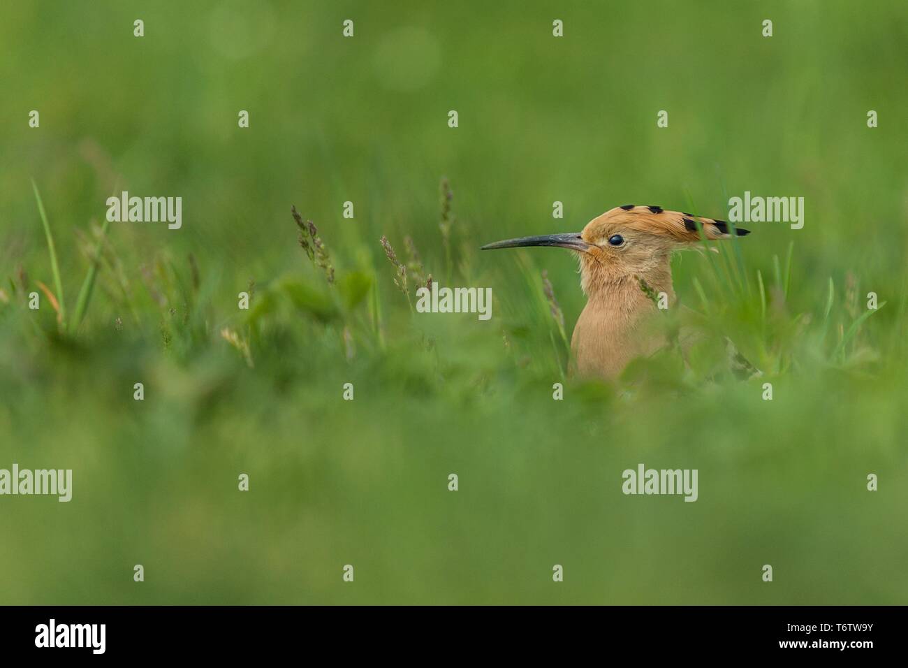 Eurasian hoopoe, a brown bird with long black beak and a crown of ...