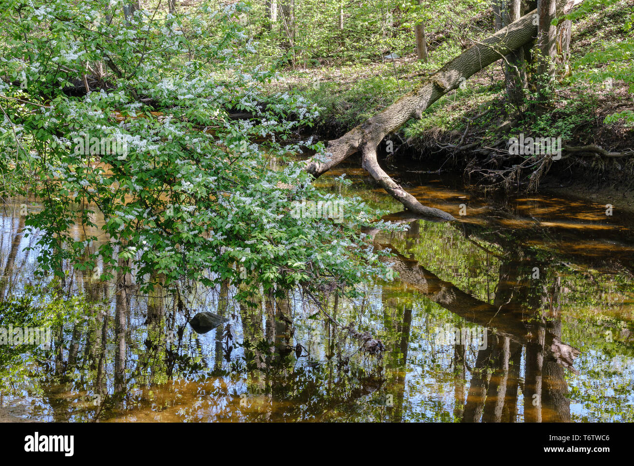 rock covered river bed in forest with low water level and tree roots on ...