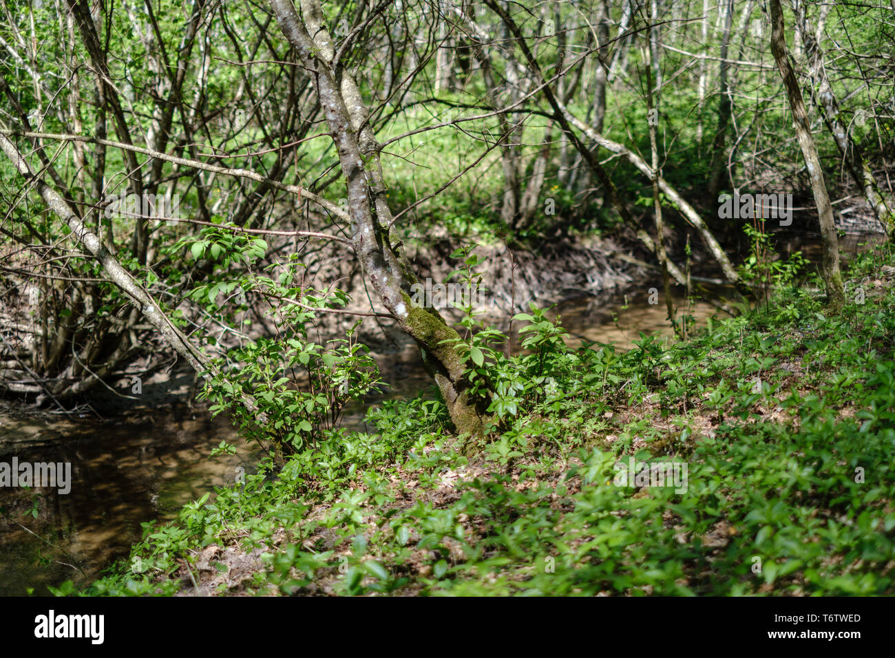 rock covered river bed in forest with low water level and tree roots on ...