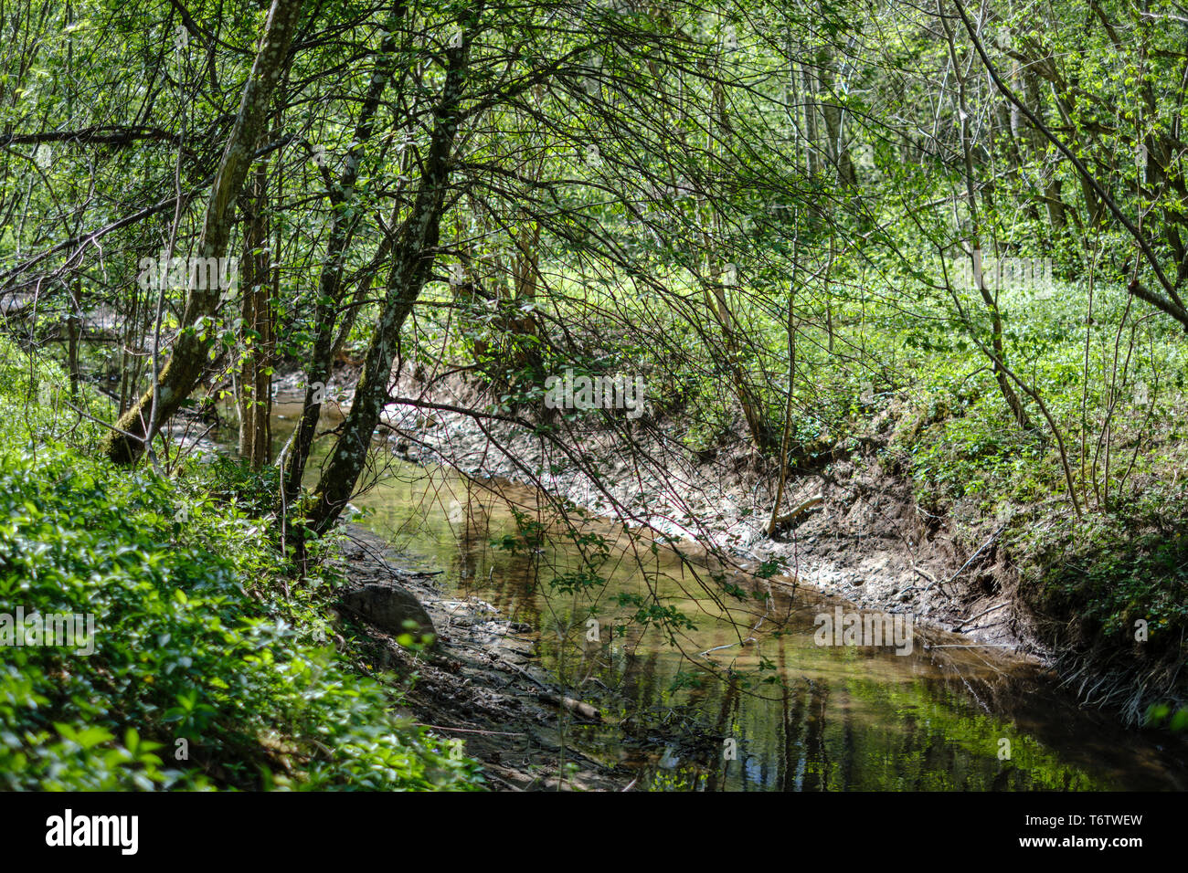 rock covered river bed in forest with low water level and tree roots on ...