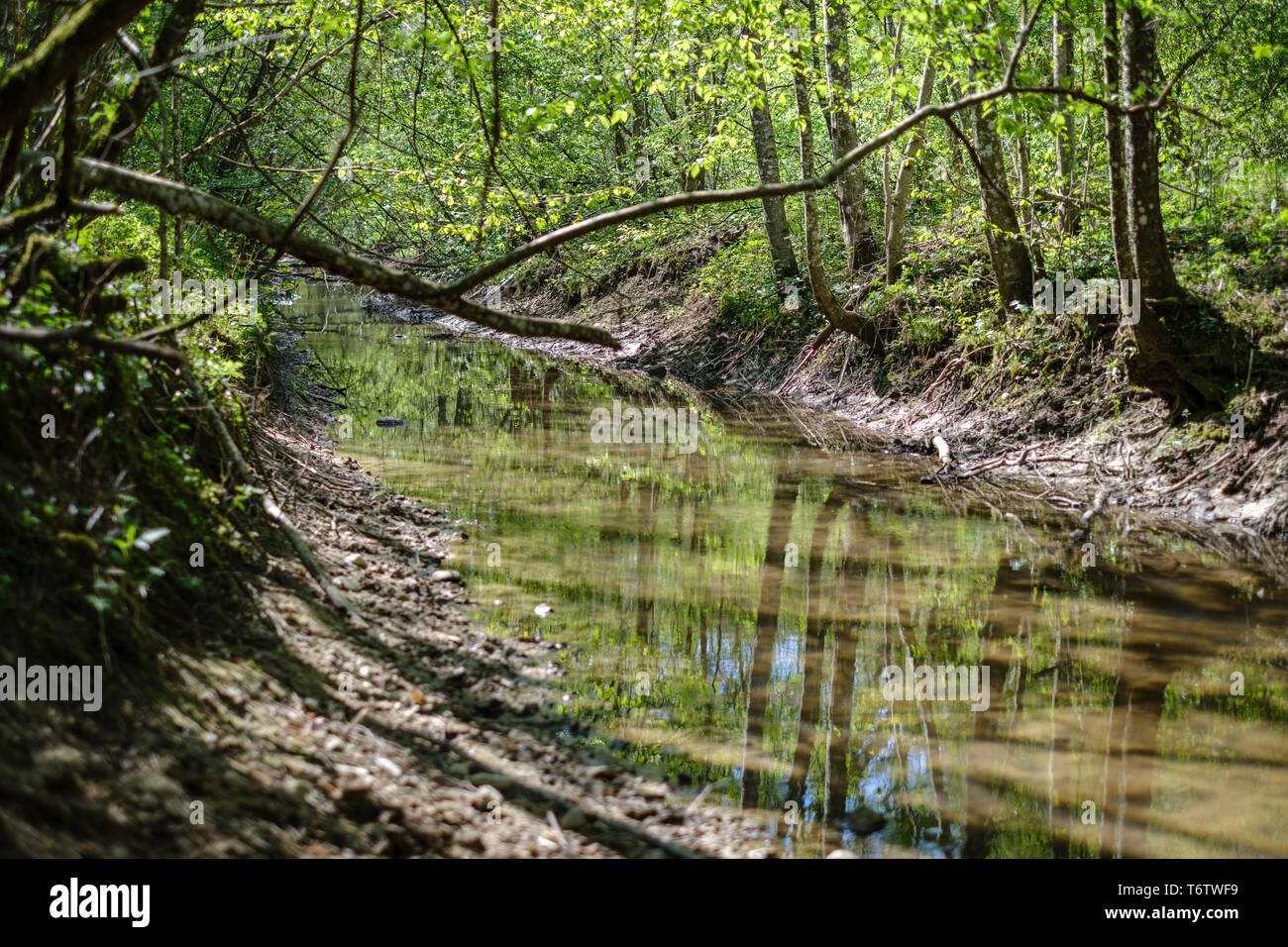 rock covered river bed in forest with low water level and tree roots on ...