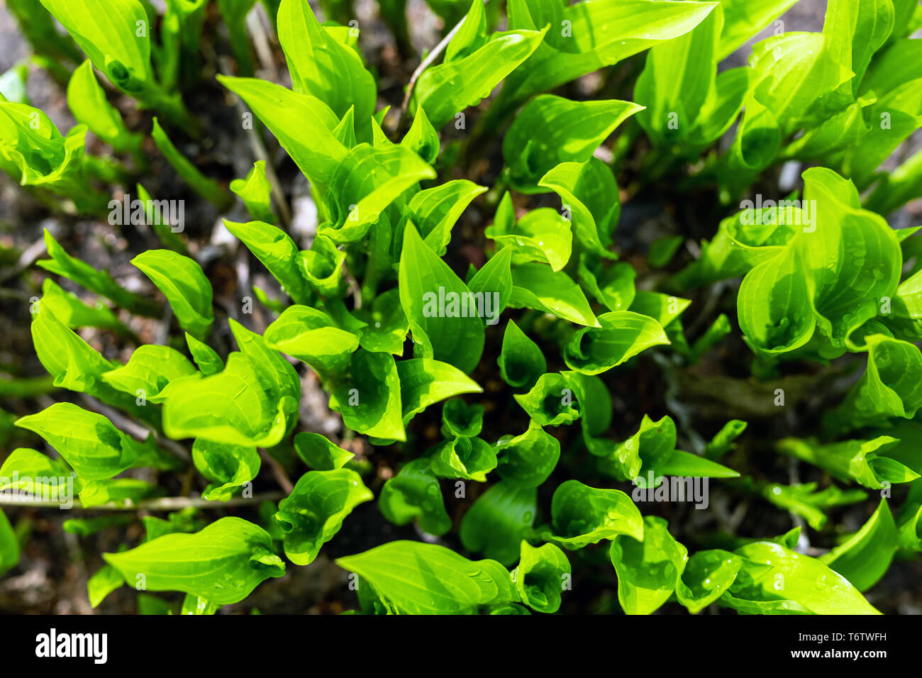 Green leaves abstract background. Natural fresh growing greenery Stock ...