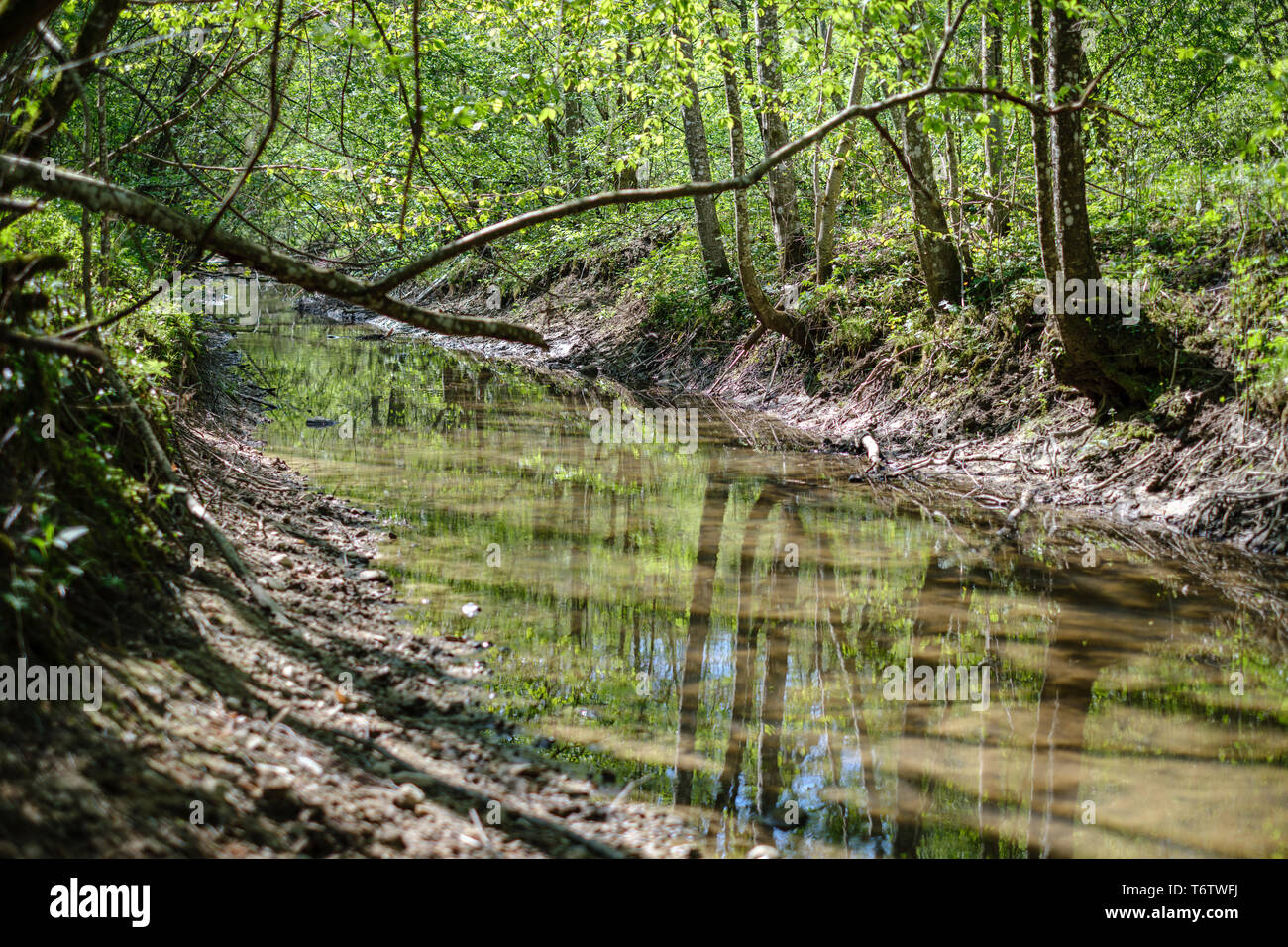 rock covered river bed in forest with low water level and tree roots on ...
