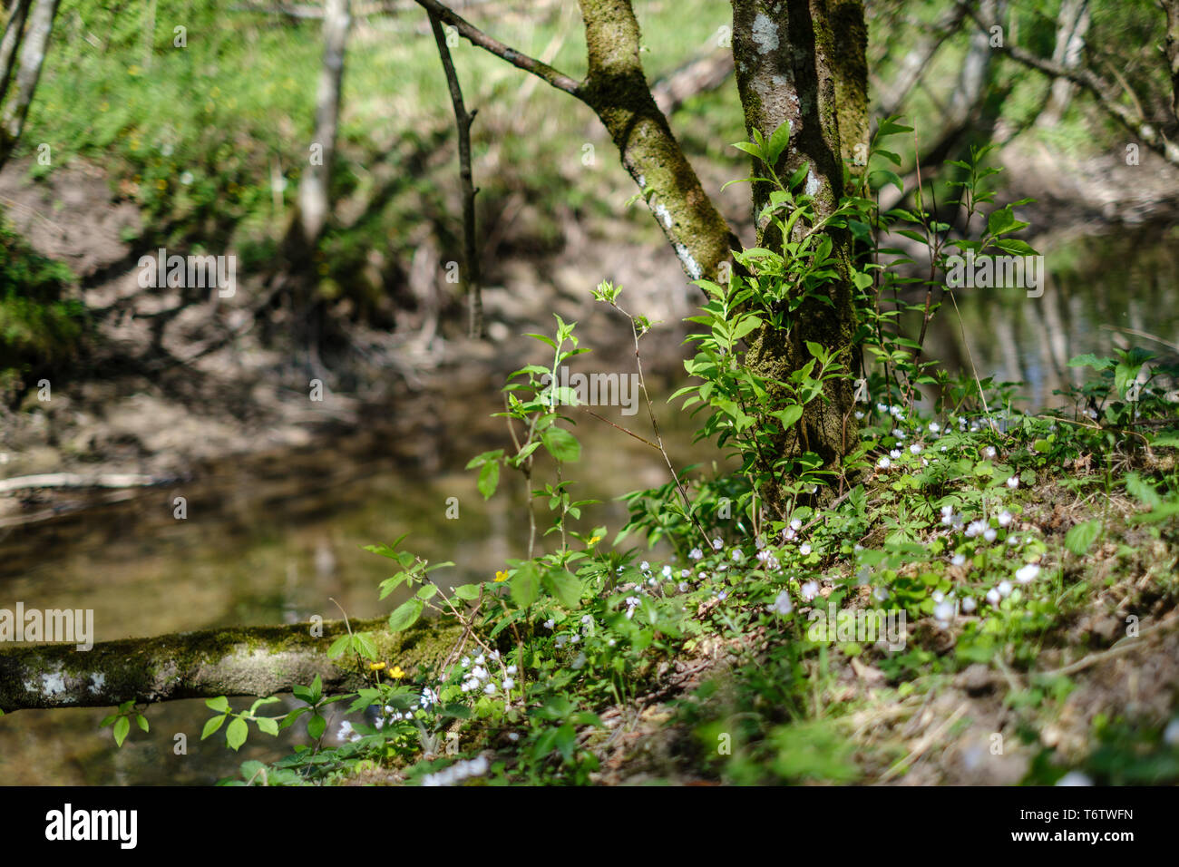 rock covered river bed in forest with low water level and tree roots on ...