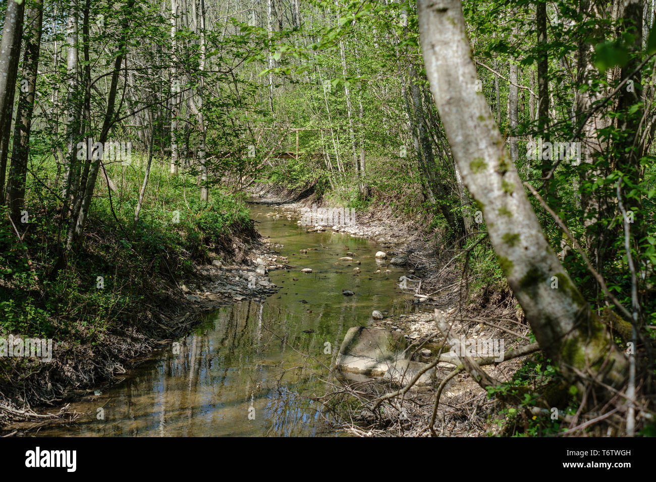 rock covered river bed in forest with low water level and tree roots on ...