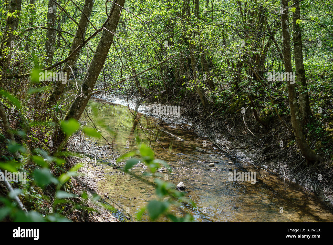 rock covered river bed in forest with low water level and tree roots on ...