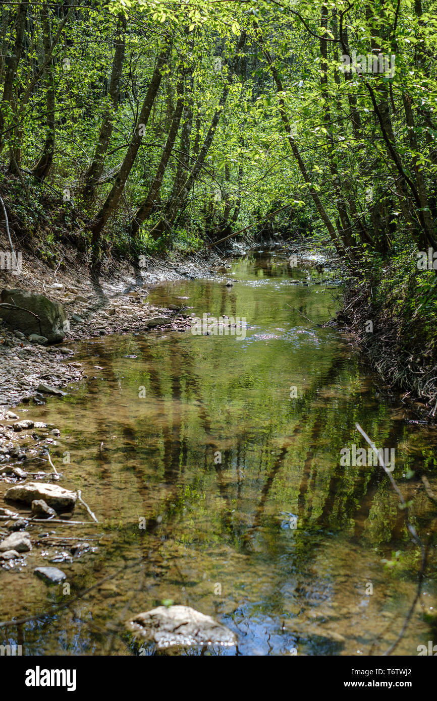 rock covered river bed in forest with low water level and tree roots on ...