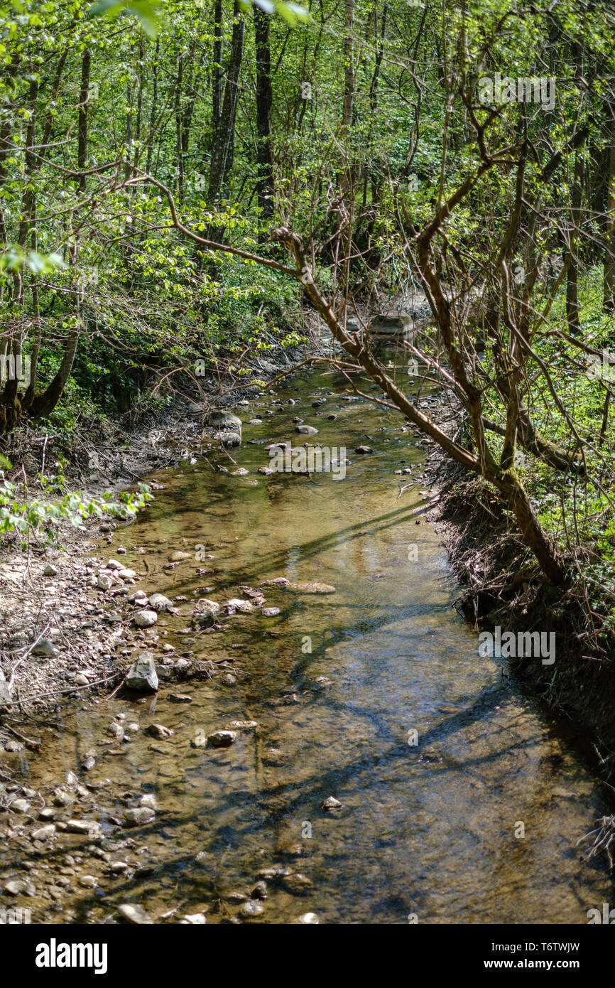 rock covered river bed in forest with low water level and tree roots on ...