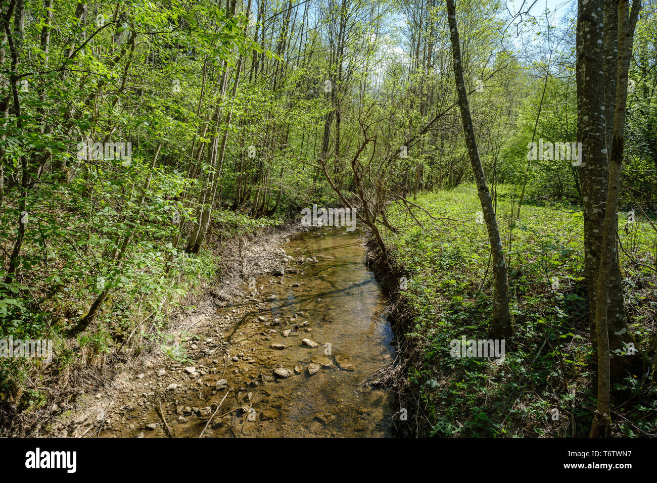 rock covered river bed in forest with low water level and tree roots on ...