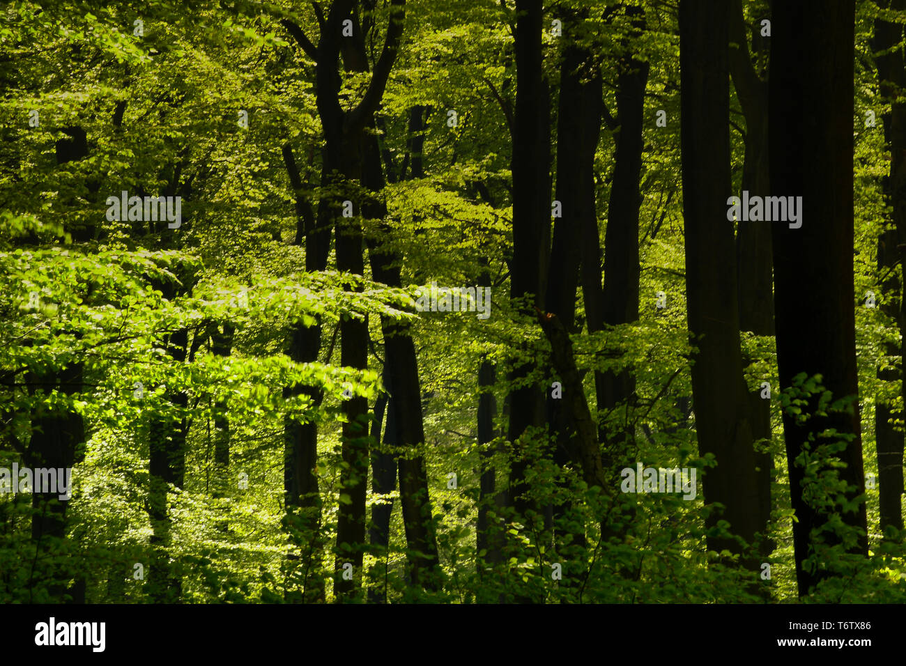 Summer forrest hi-res stock photography and images - Alamy