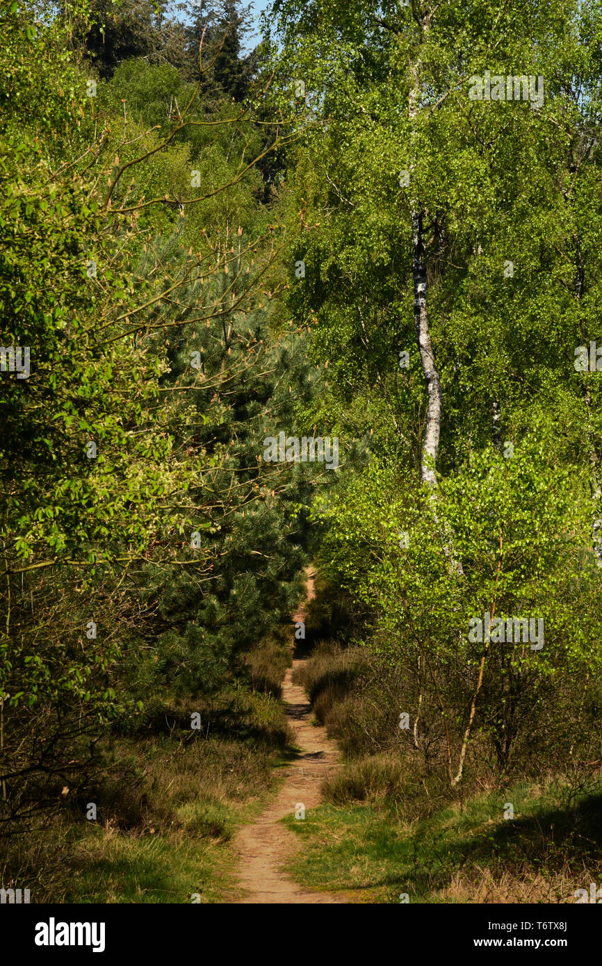 Summer forrest hi-res stock photography and images - Alamy