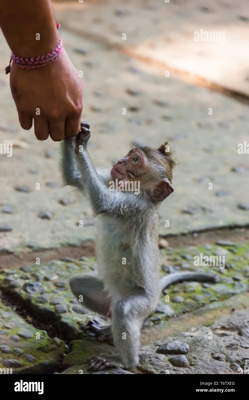 Monkey in forest park in Ubud - Bali Indonesia Stock Photo - Alamy