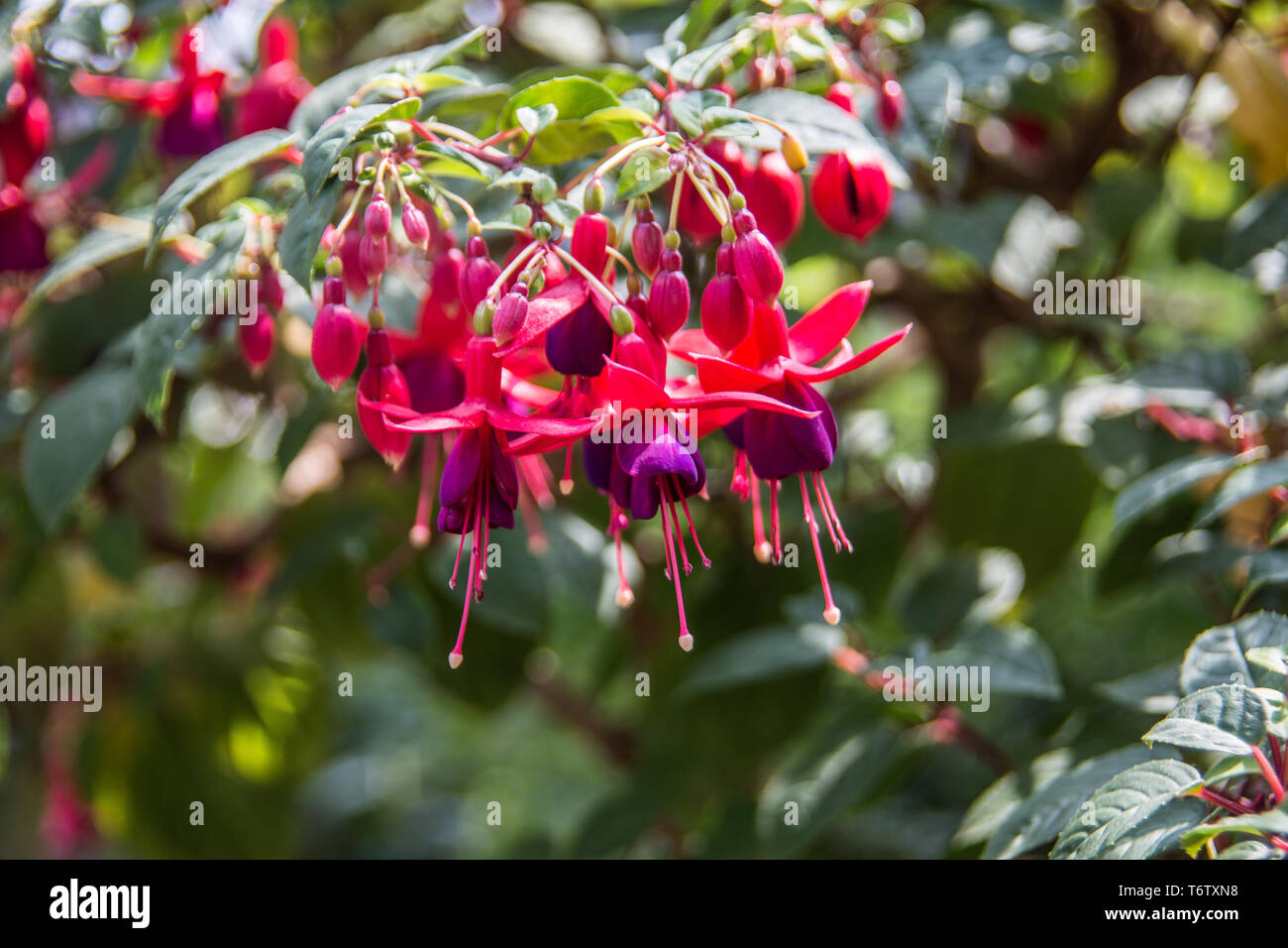 Red fuchsia hi-res stock photography and images - Alamy
