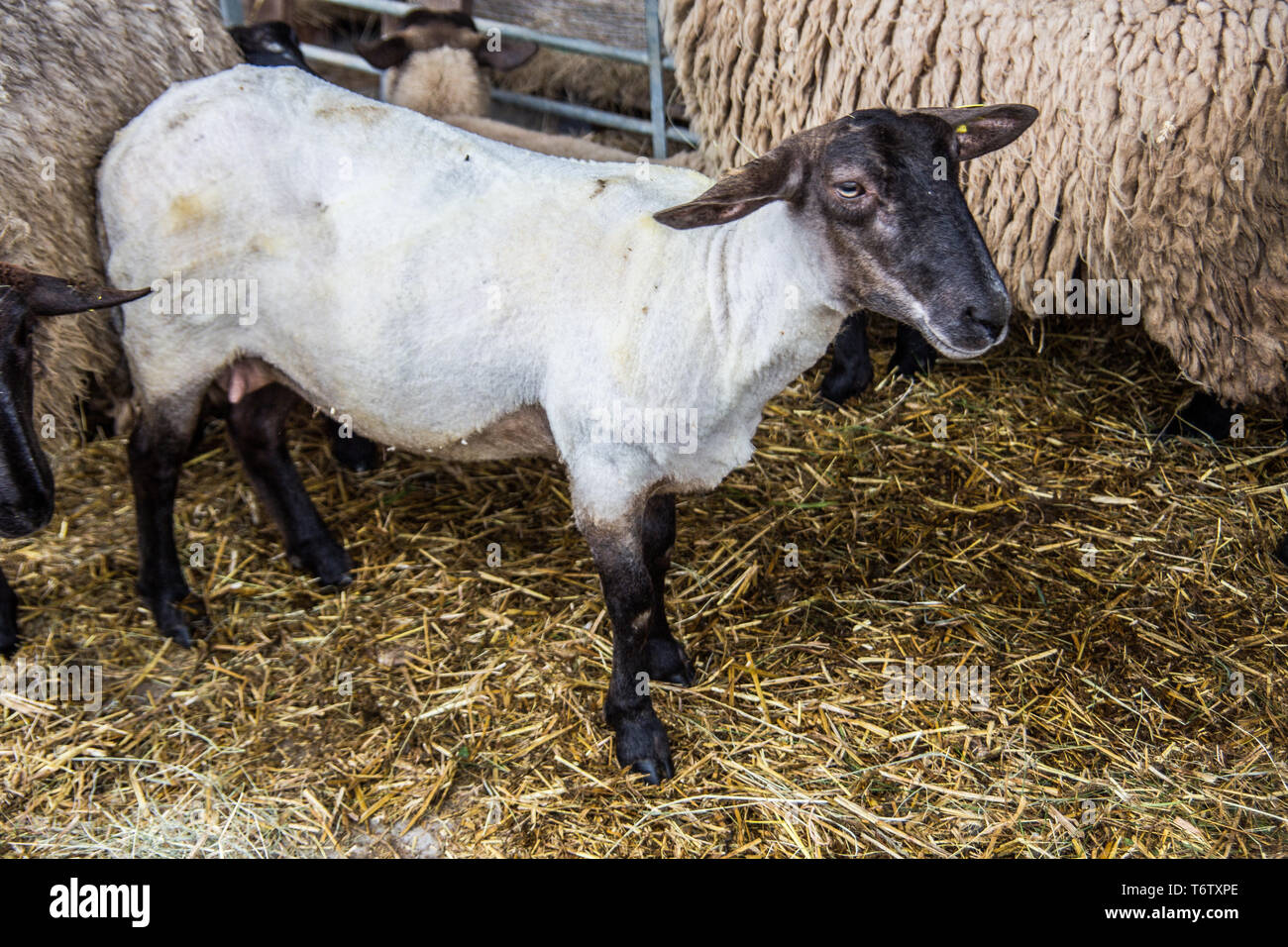Animals in barn hi-res stock photography and images - Alamy