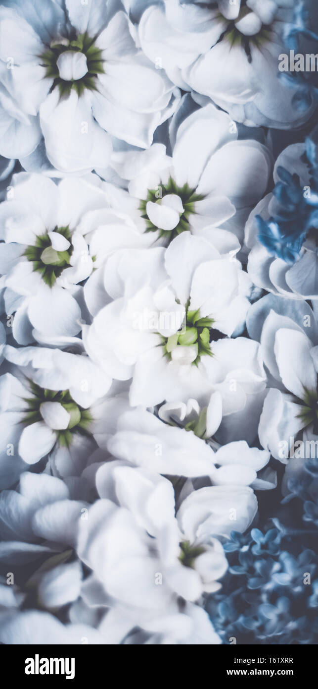 Botanical backdrop, nature and gardening concept - Vintage flowers in a ...