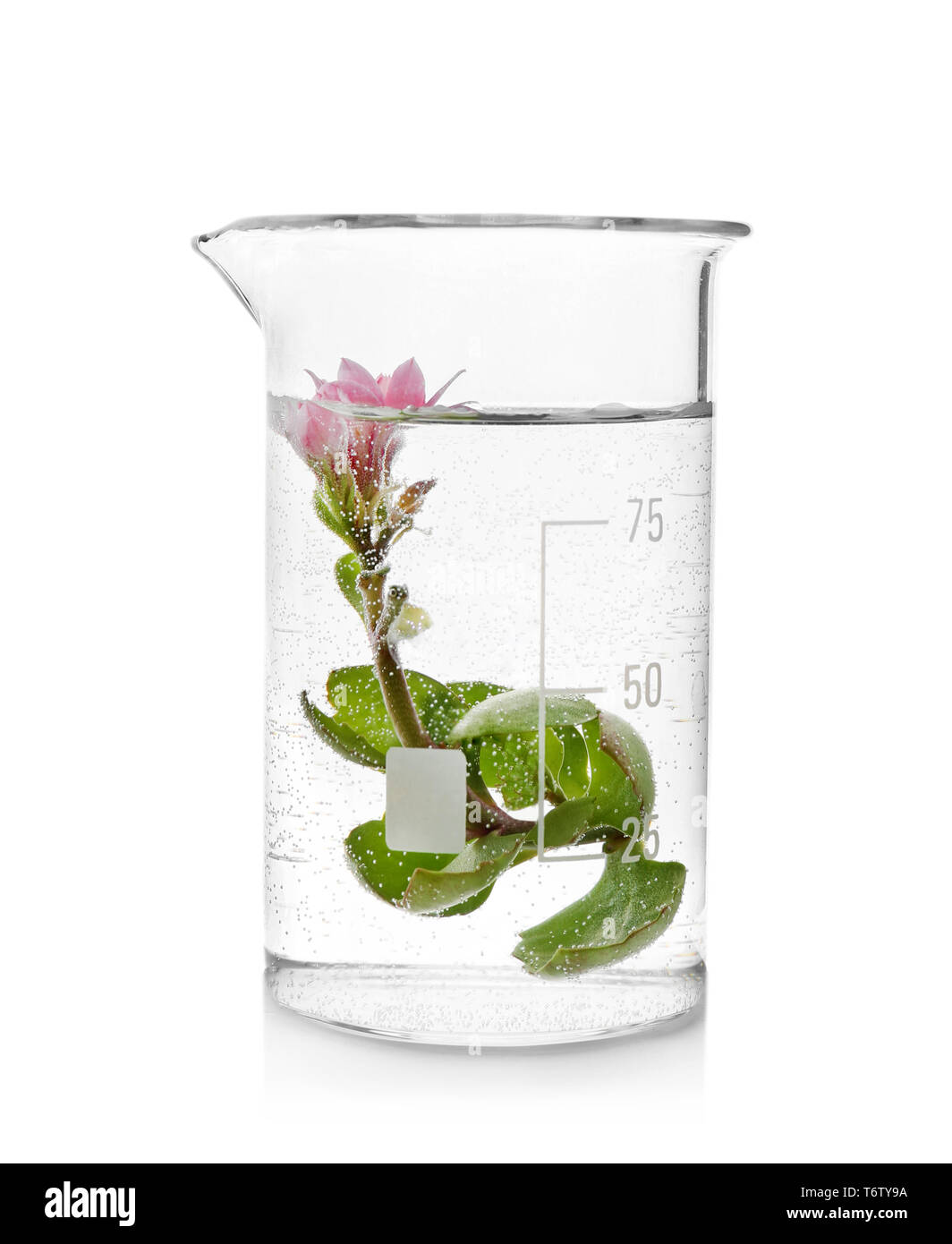 Plant in beaker on white background Stock Photo - Alamy