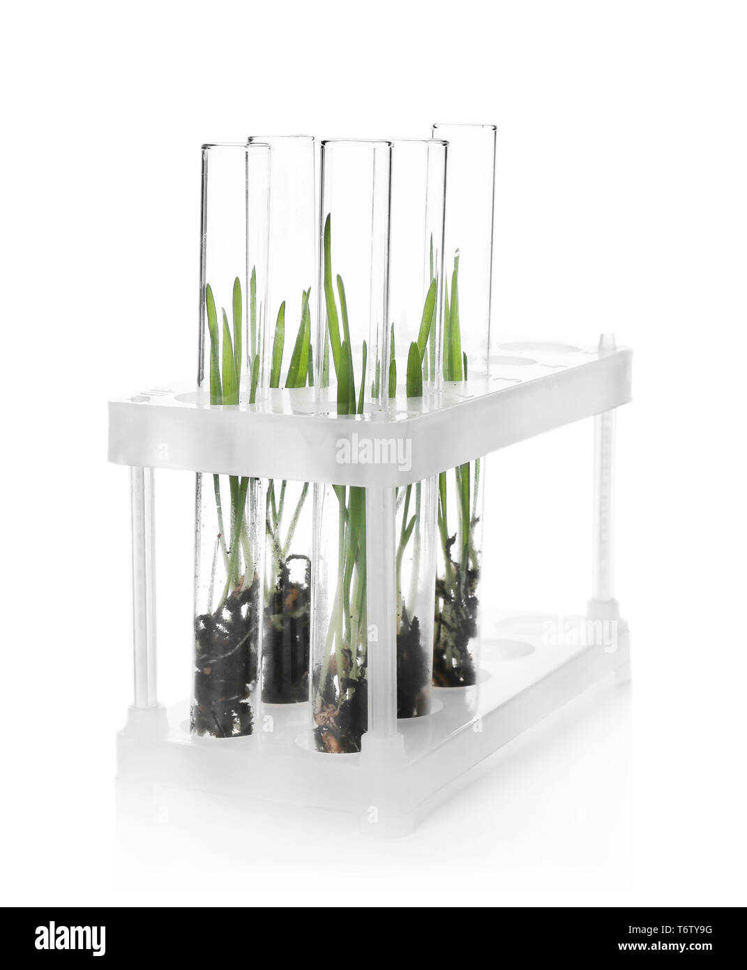 Test tubes with plants in holder on white background Stock Photo - Alamy