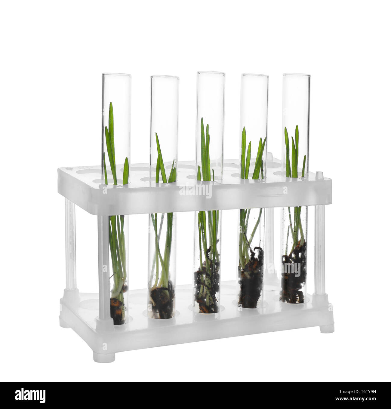 Test tubes with plants in holder on white background Stock Photo - Alamy