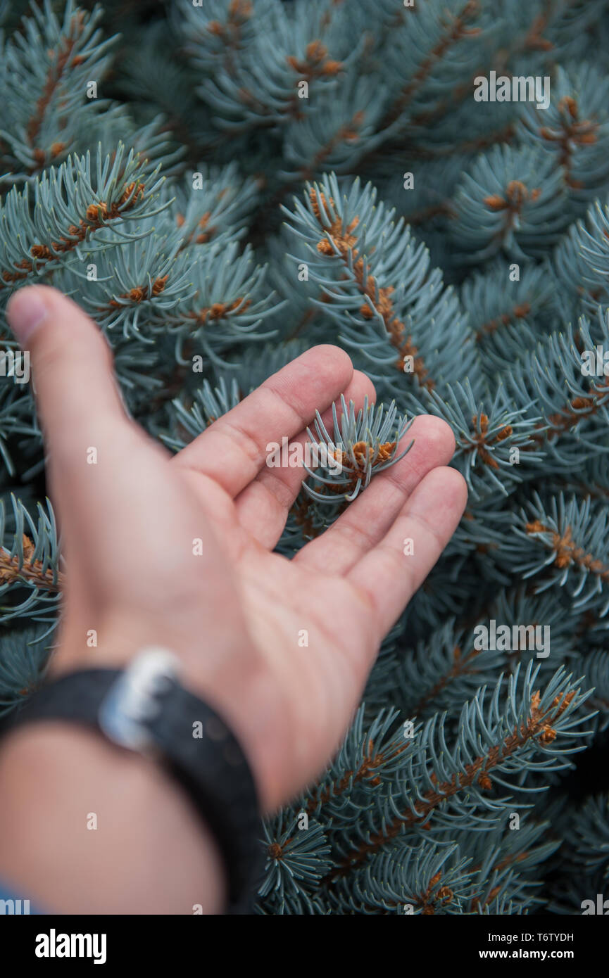 Spruce fore hi-res stock photography and images - Alamy
