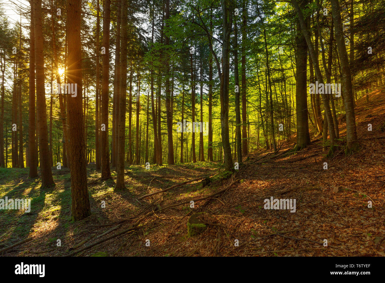 Forest sun in spring hi-res stock photography and images - Alamy