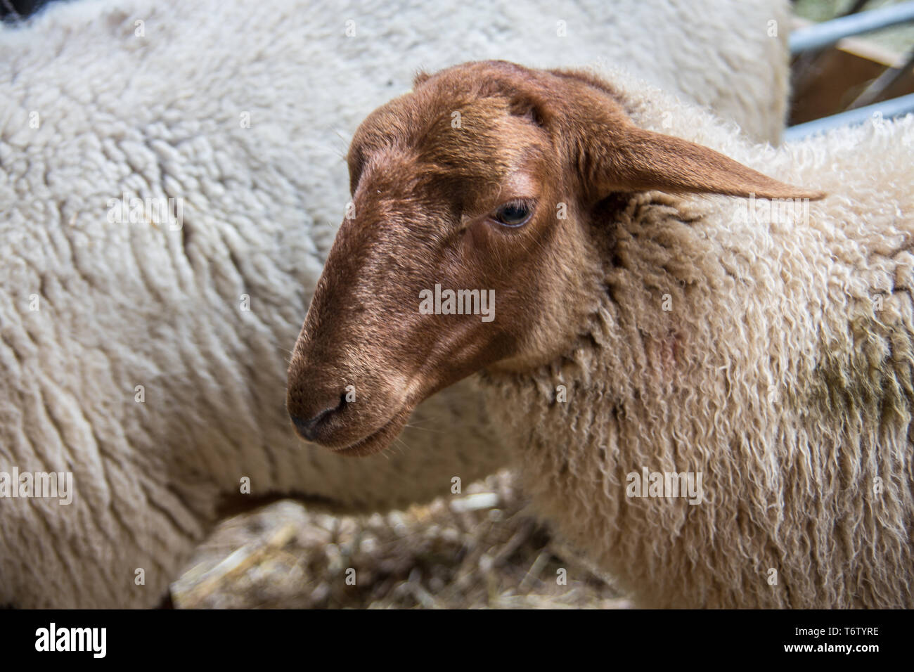 Sheep in the stable Stock Photo - Alamy