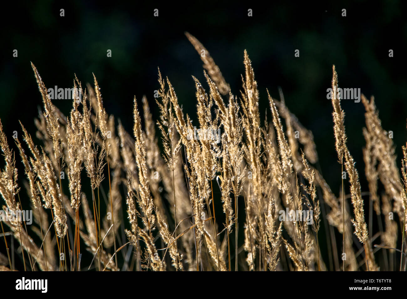 Wild grass on dark background Stock Photo - Alamy