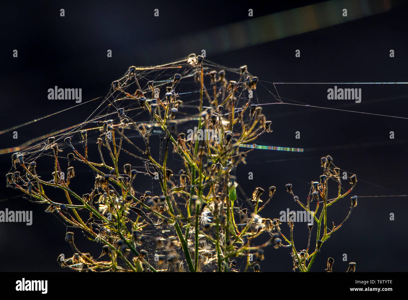 Flower cobweb hi-res stock photography and images - Alamy