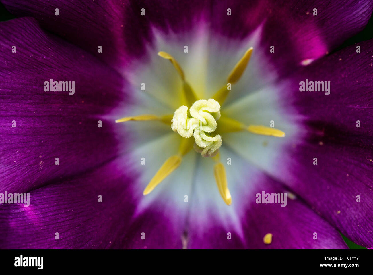 A close up of the stigma of a tulip flower Stock Photo - Alamy