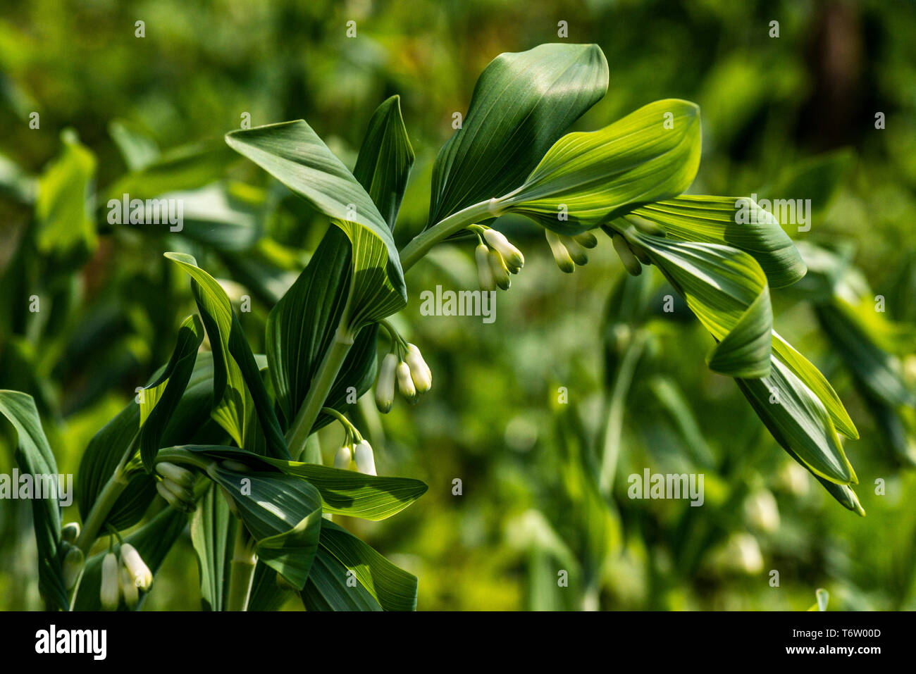 A Solomon's seal (Polygonatum Stock Photo - Alamy