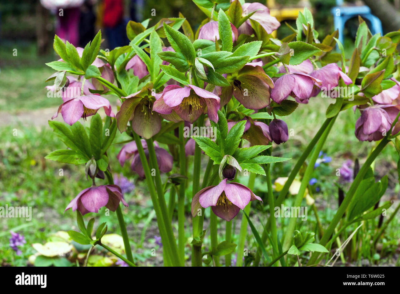 Pink Hellebore flowers growing in spring garden Stock Photo - Alamy