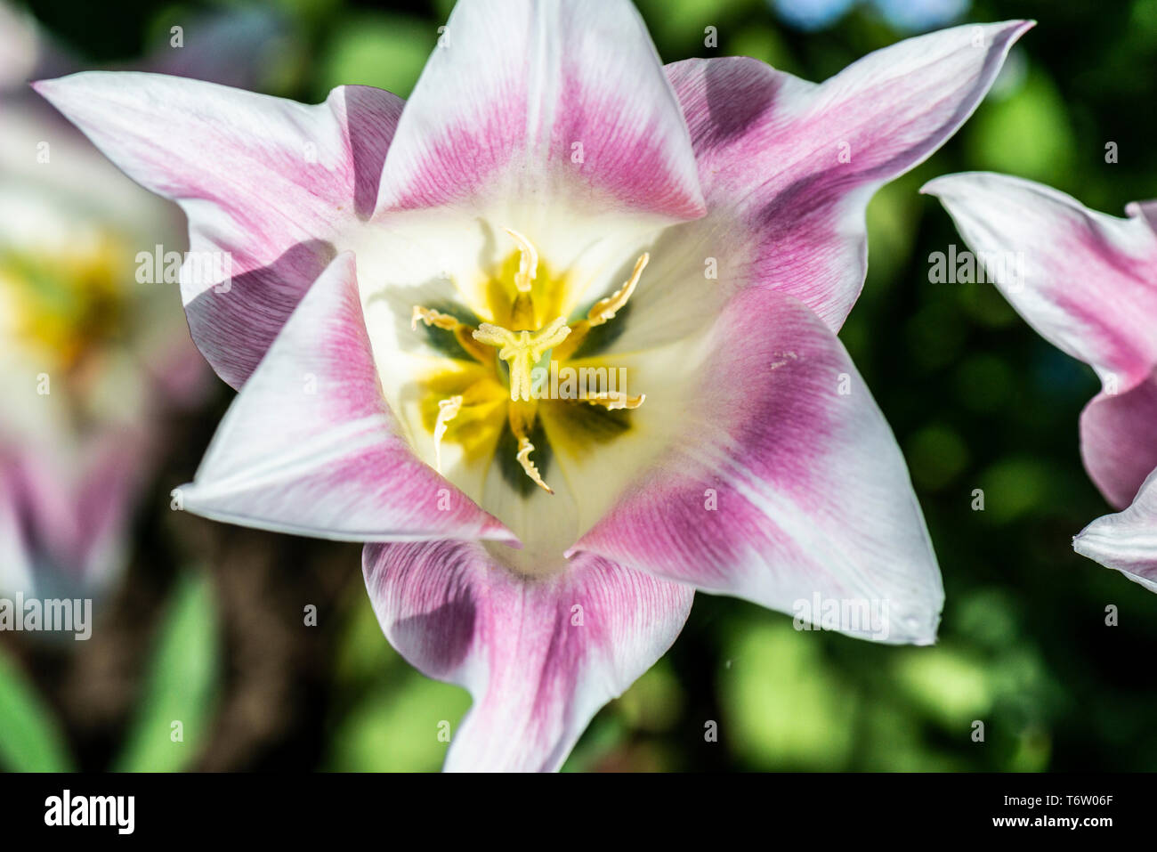 An overhead view of a tulip flower Stock Photo - Alamy