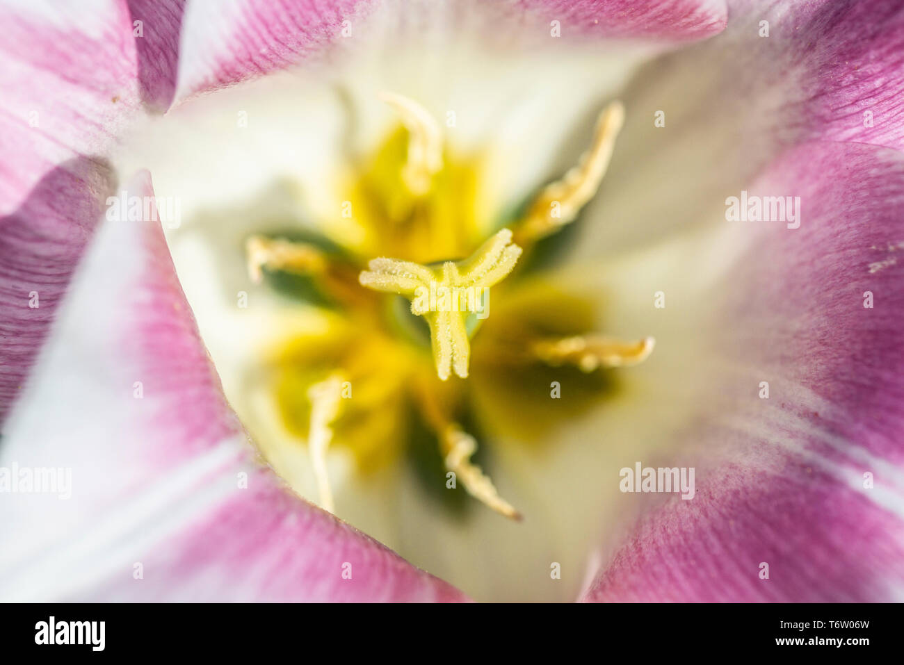 A close up of the stigma and anther of a tulip Stock Photo - Alamy