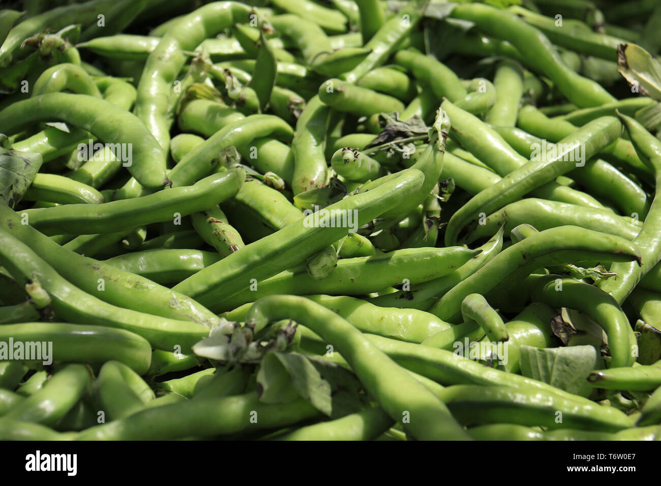 A heap of fresh green fava bean pods in the market in Lebanon Stock ...