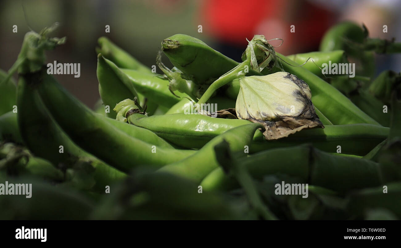 Fava bean leaf High Resolution Stock Photography and Images - Alamy