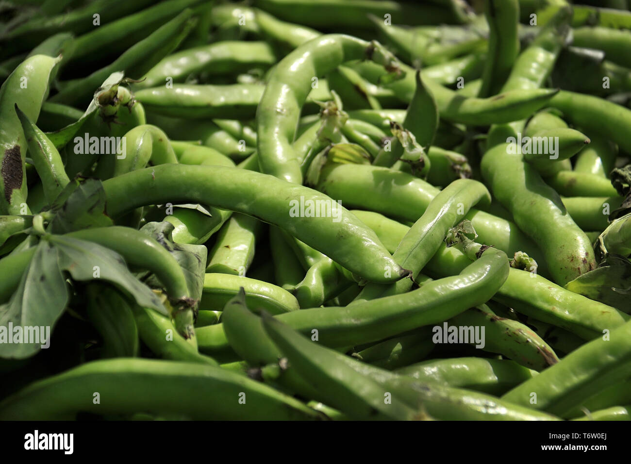 Fava bean hi-res stock photography and images - Alamy