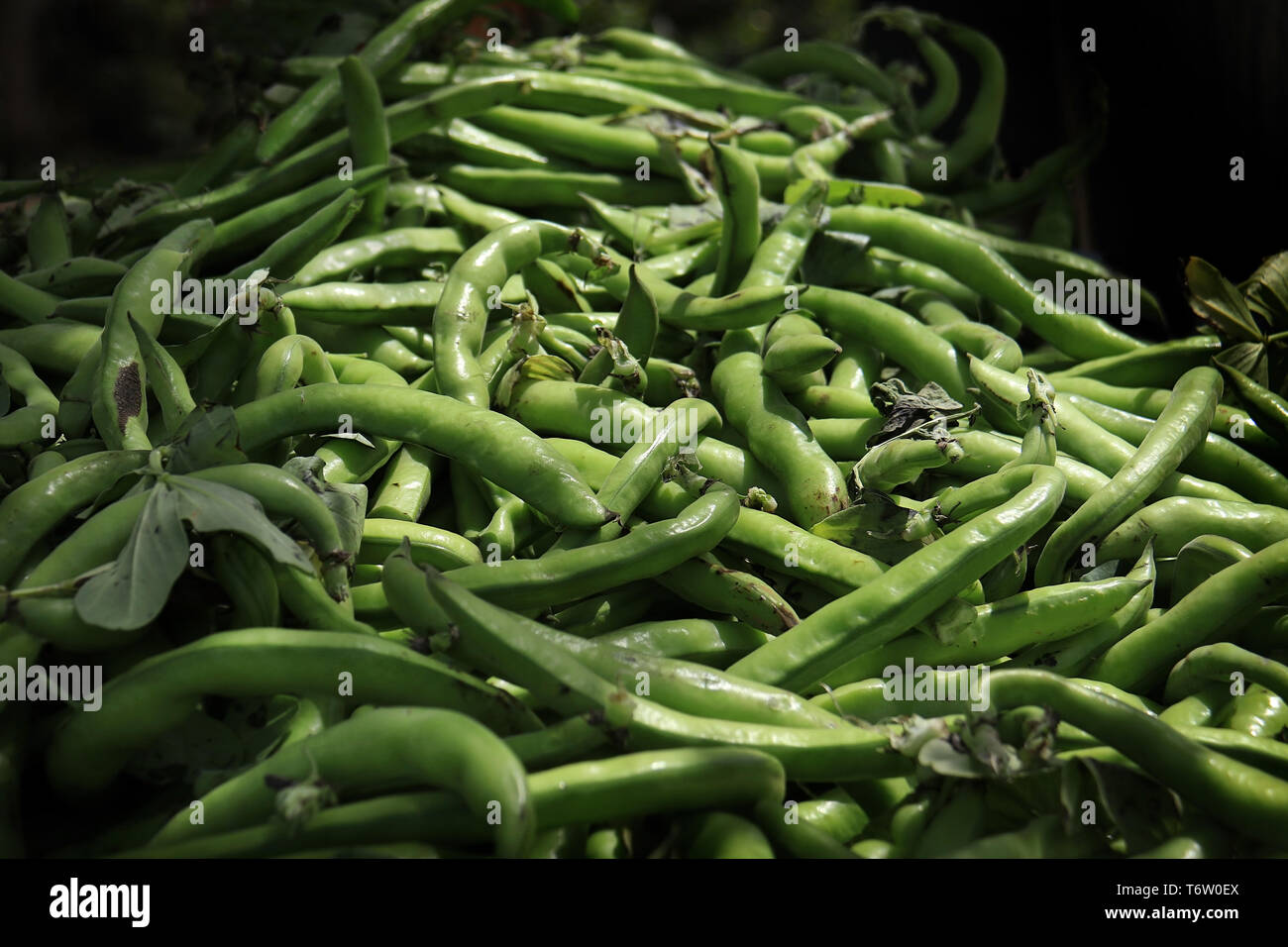 Foul bean hi-res stock photography and images - Alamy
