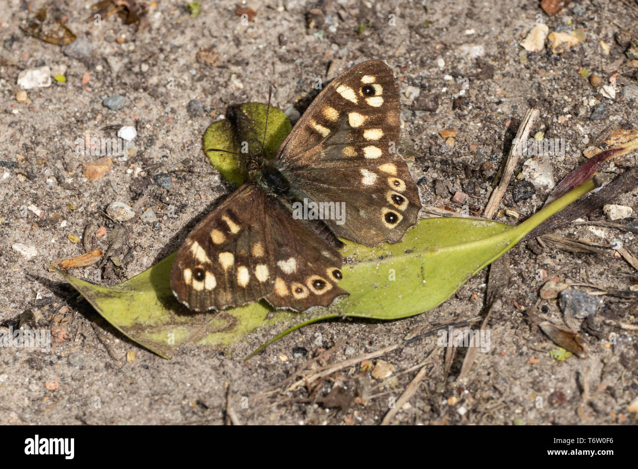 Speckled wood butterflies hi-res stock photography and images - Alamy