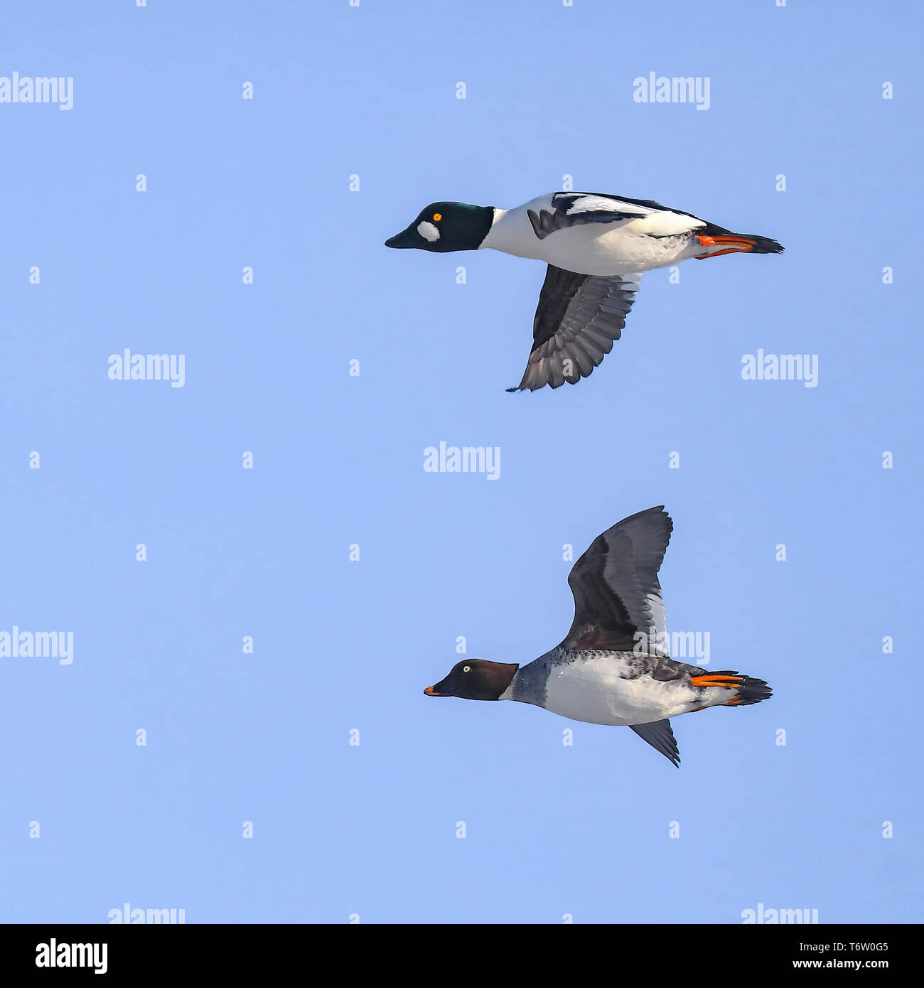 common goldeneye migration time Stock Photo - Alamy