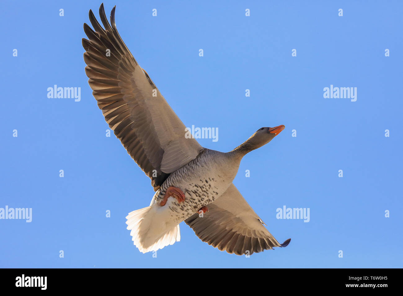 greylag goose is migration bird Stock Photo - Alamy